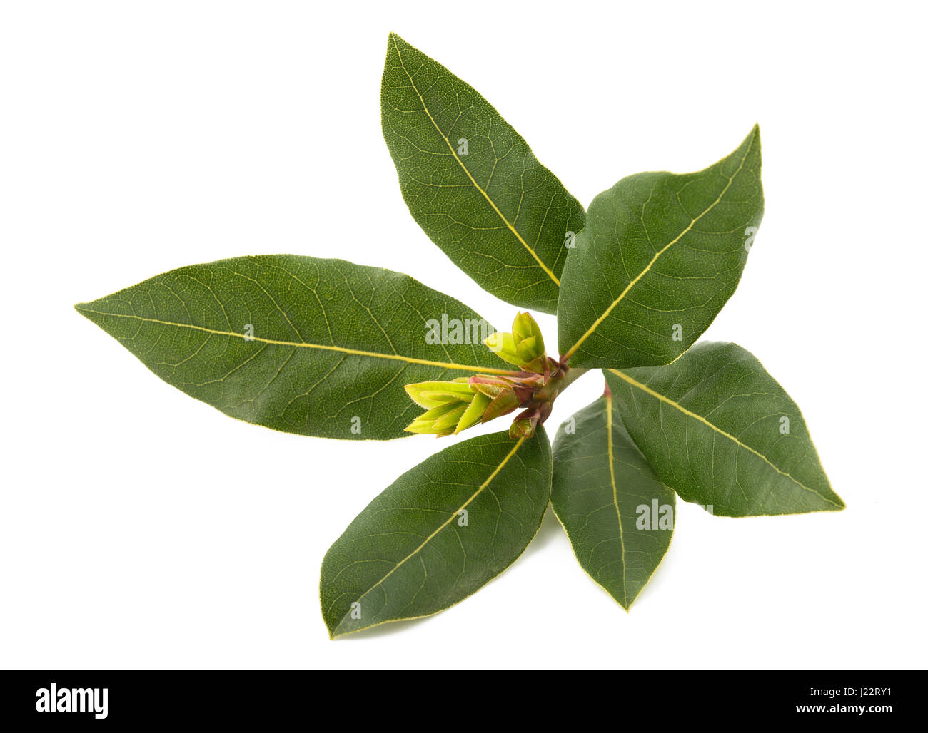 Lorbeer Baum Stockfotos und -bilder Kaufen - Alamy
