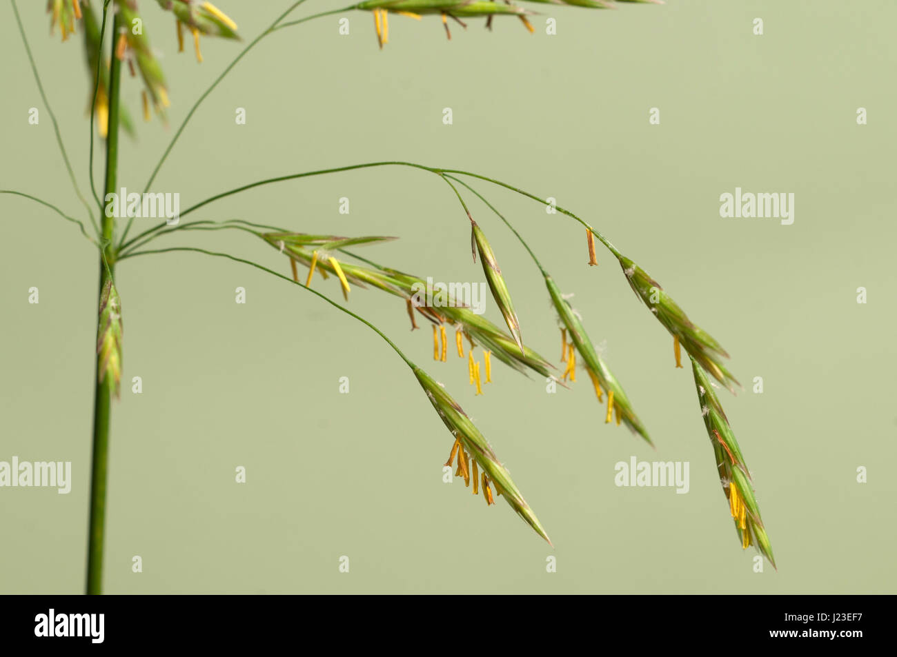 Gramineous Plant Stockfotos und -bilder Kaufen - Alamy