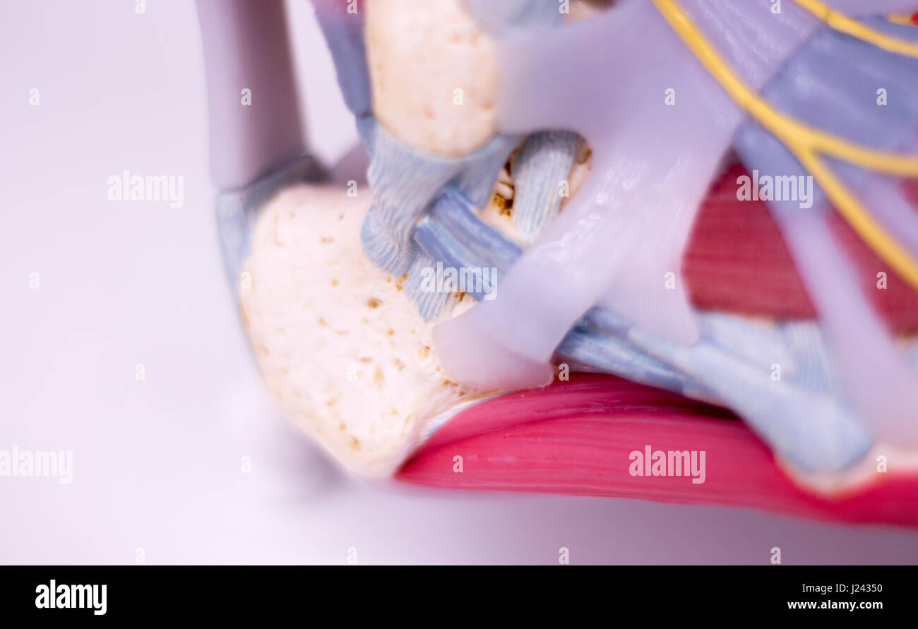 Fuß-medizinische Studie Student Anatomie Modell zeigt Knochen, Zehen ...
