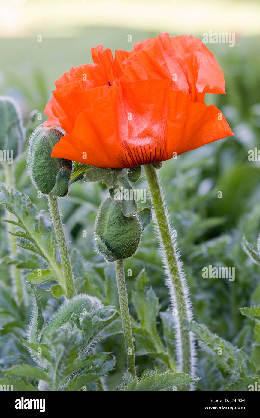 Red giant oriental poppy -Fotos und -Bildmaterial in hoher Auflösung ...