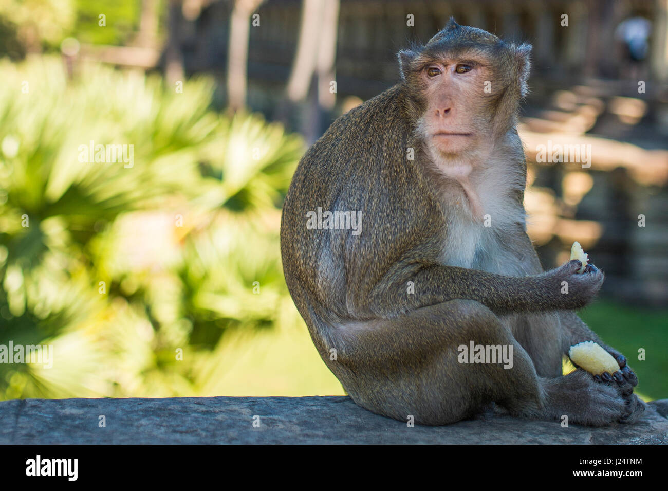 Affe banane -Fotos und -Bildmaterial in hoher Auflösung – Alamy