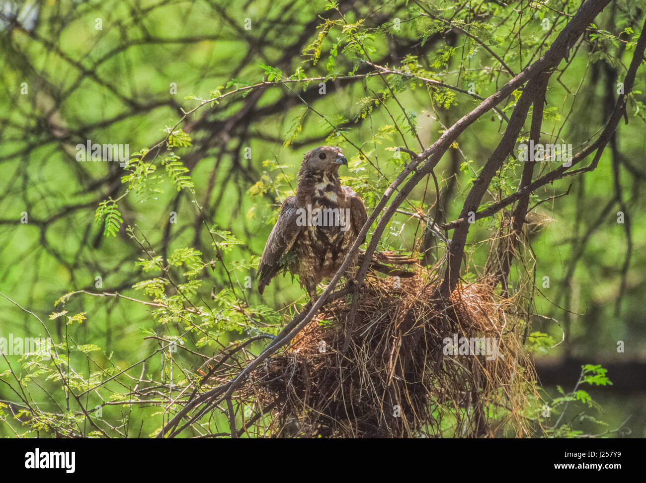 Buzzard nest -Fotos und -Bildmaterial in hoher Auflösung – Alamy