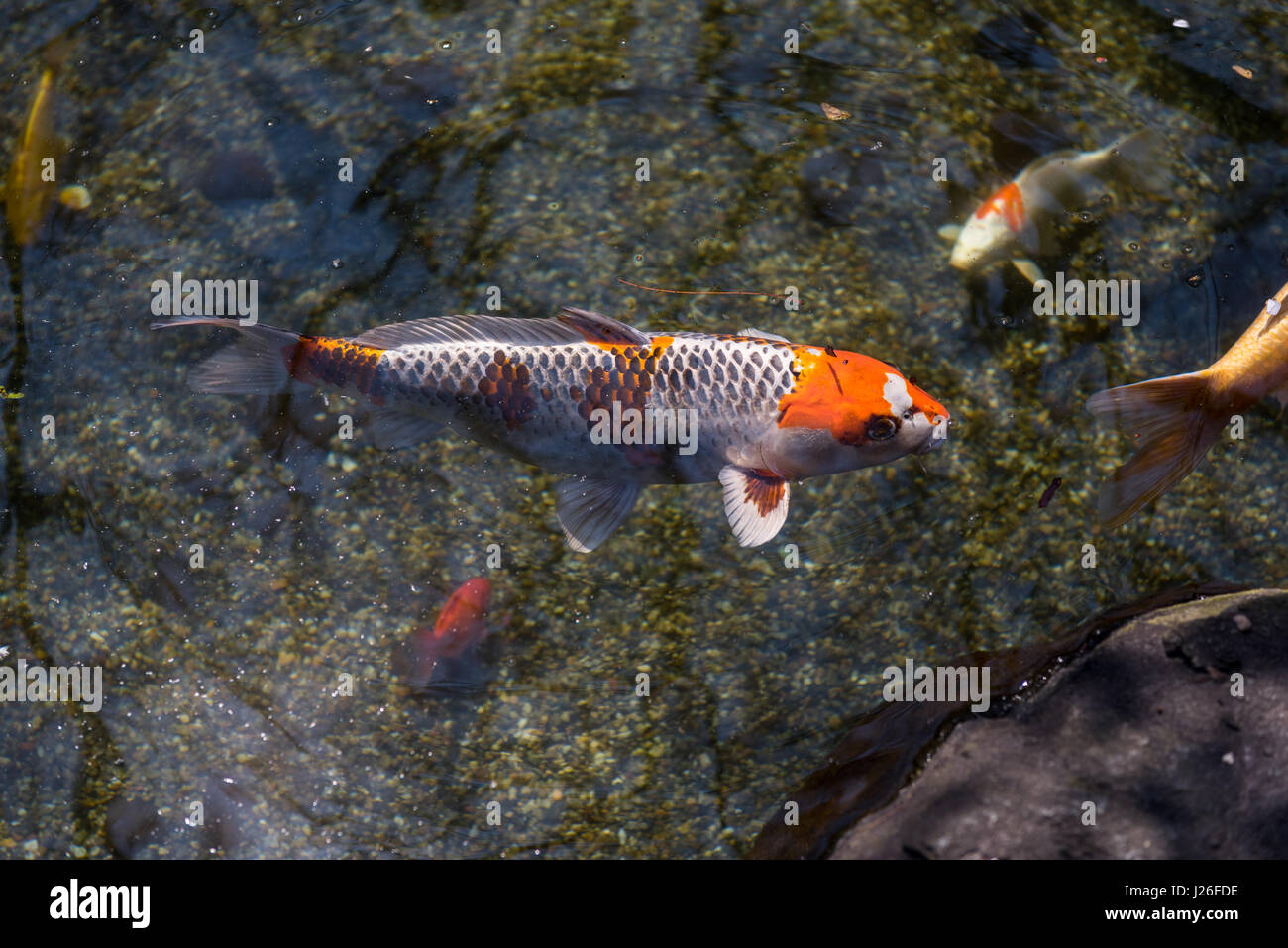 Koi Japan Stockfotos & Koi Japan Bilder - Alamy