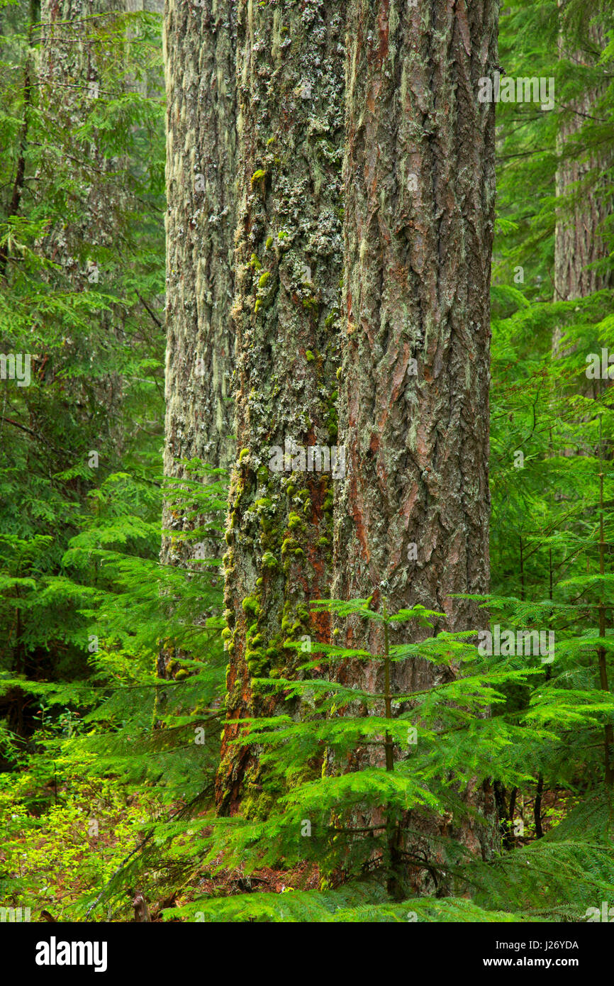 Douglas tanne pseudotsuga menziesii wald -Fotos und -Bildmaterial in ...