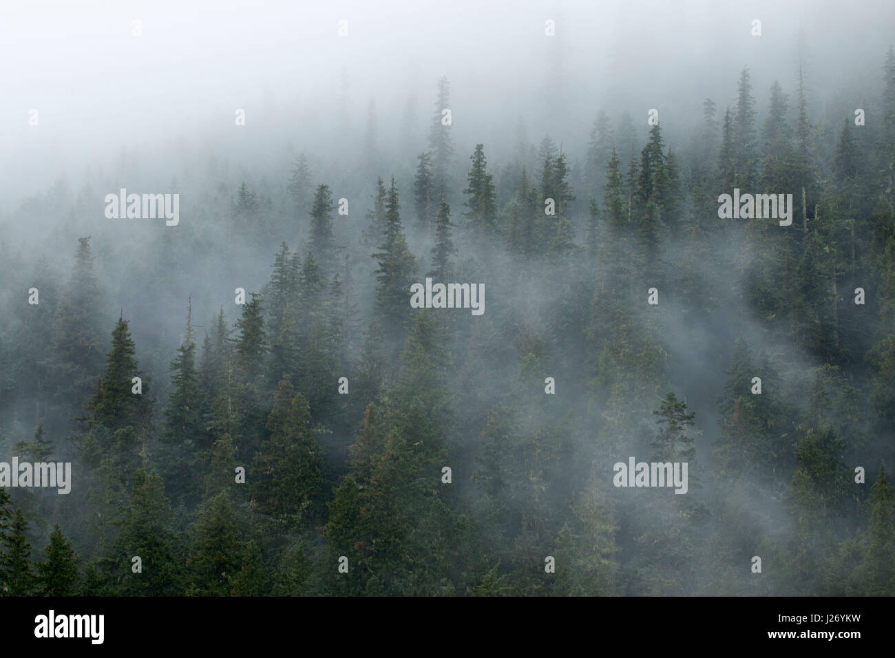 See pamelia -Fotos und -Bildmaterial in hoher Auflösung – Alamy