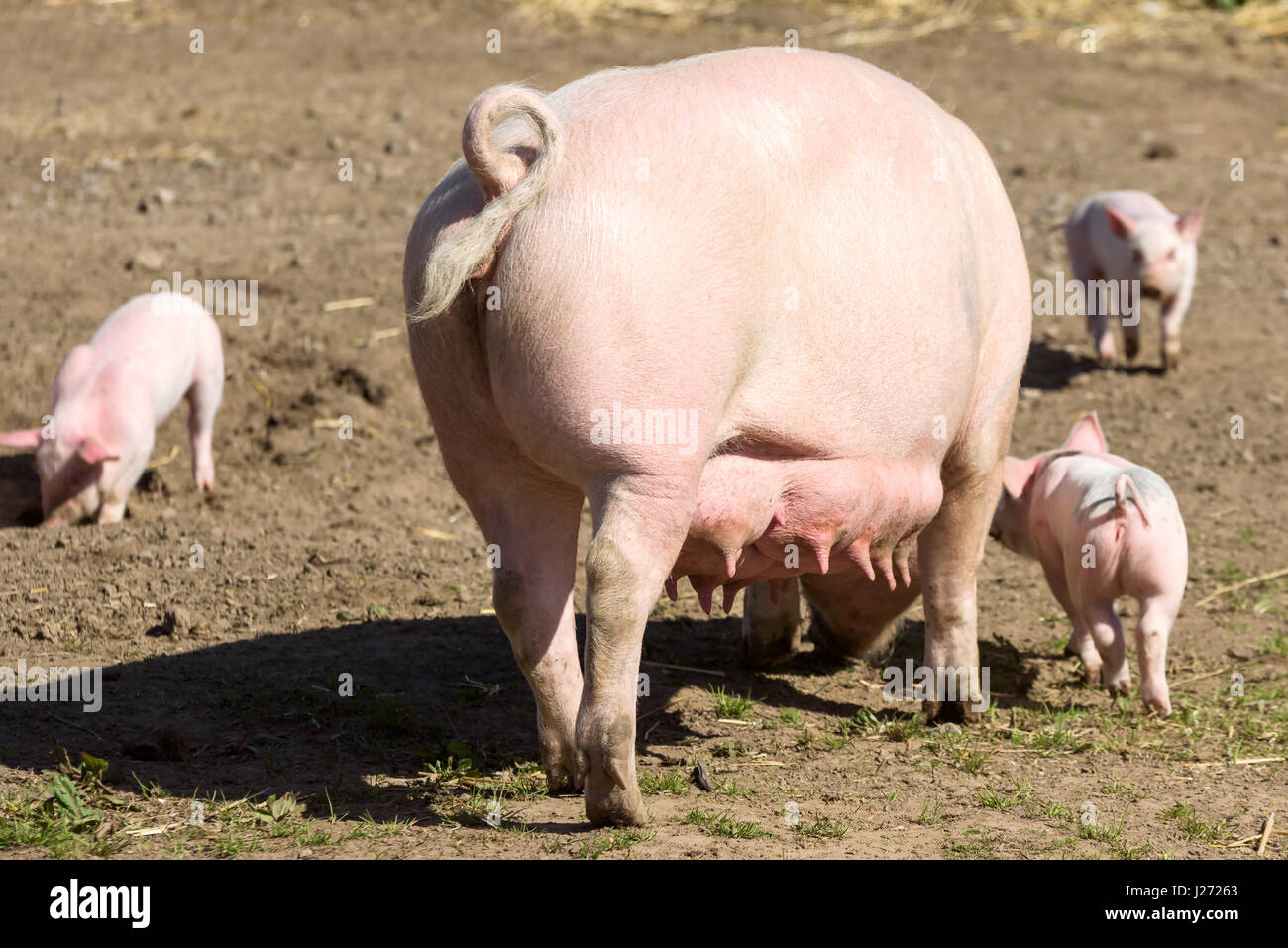Ferkel im Freien Spaß in der Sonne herumlaufen. Schwein-Mutter oder Sau ...
