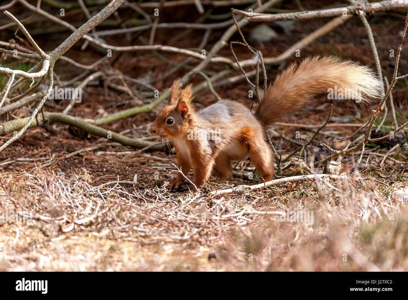 Eurasisches Eichhörnchen Stockfotos und -bilder Kaufen - Alamy