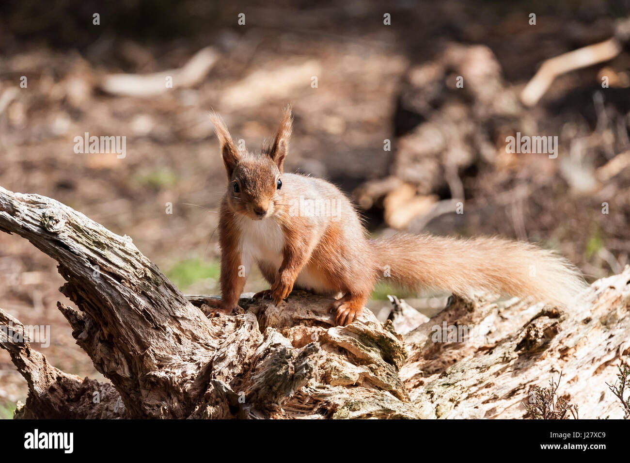 Eurasisches eichhörnchen -Fotos und -Bildmaterial in hoher Auflösung ...