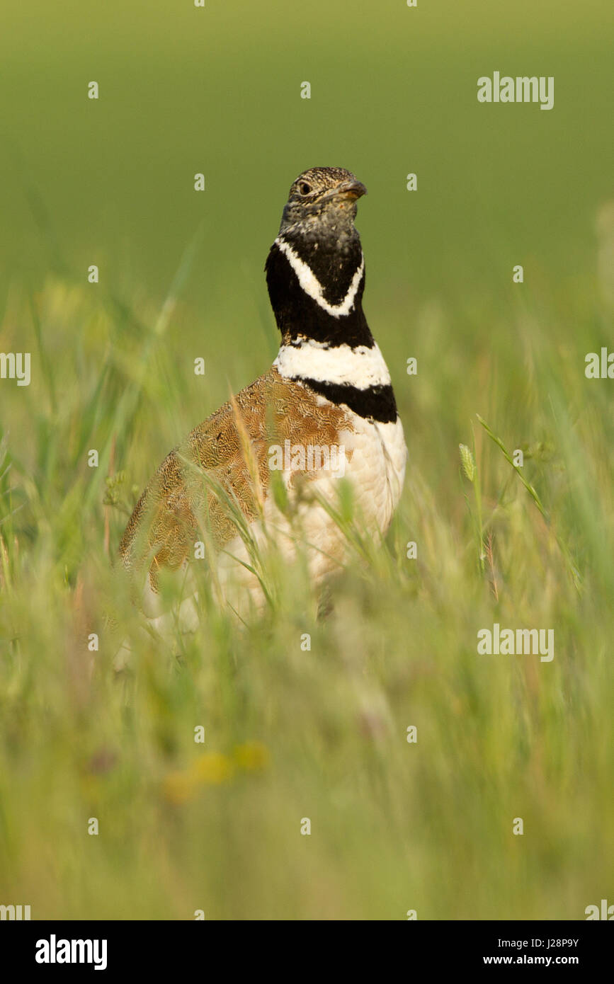Tetrax tetrax -Fotos und -Bildmaterial in hoher Auflösung – Alamy