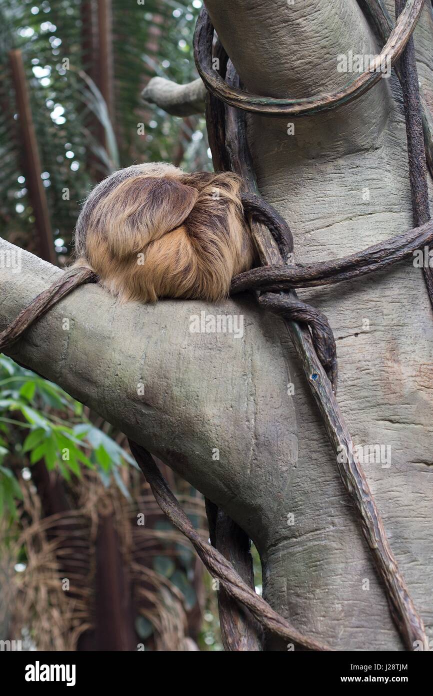 Sloth sleeping -Fotos und -Bildmaterial in hoher Auflösung – Alamy
