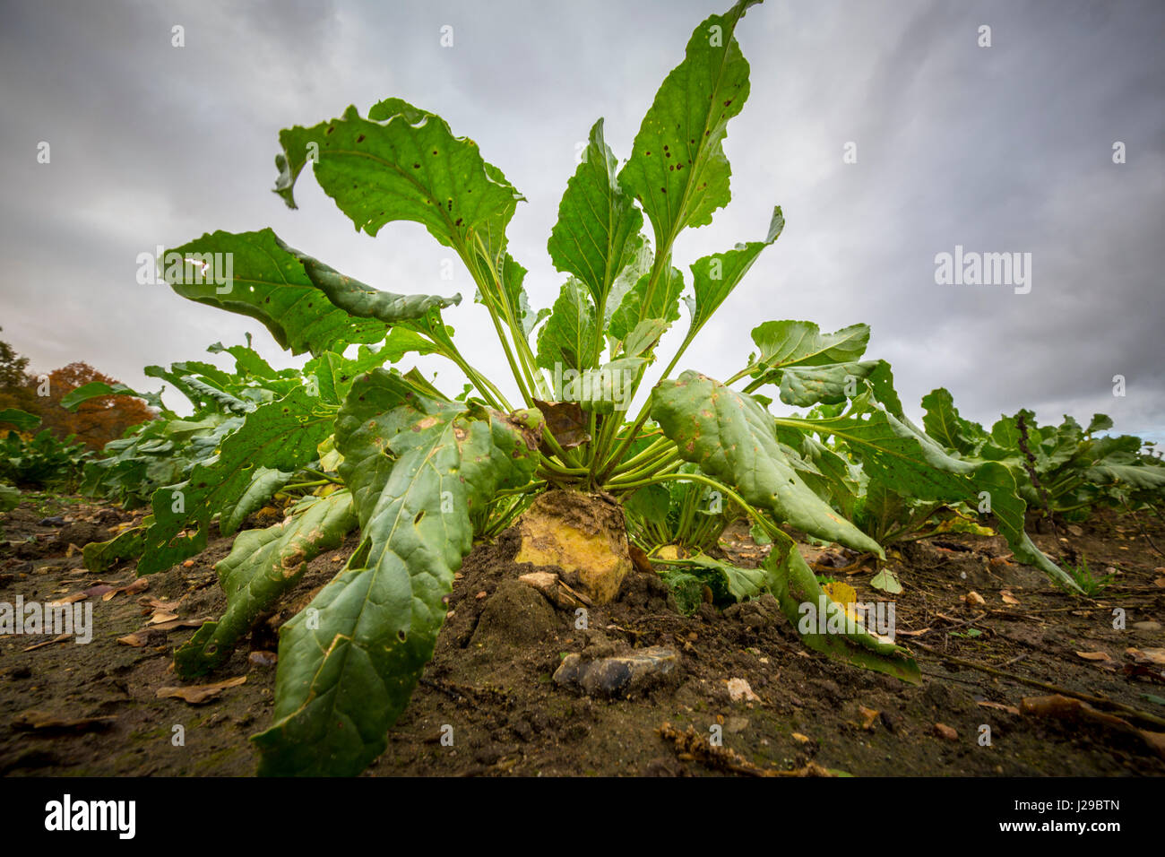 A Sugar Beet Field Stockfotos und -bilder Kaufen - Alamy