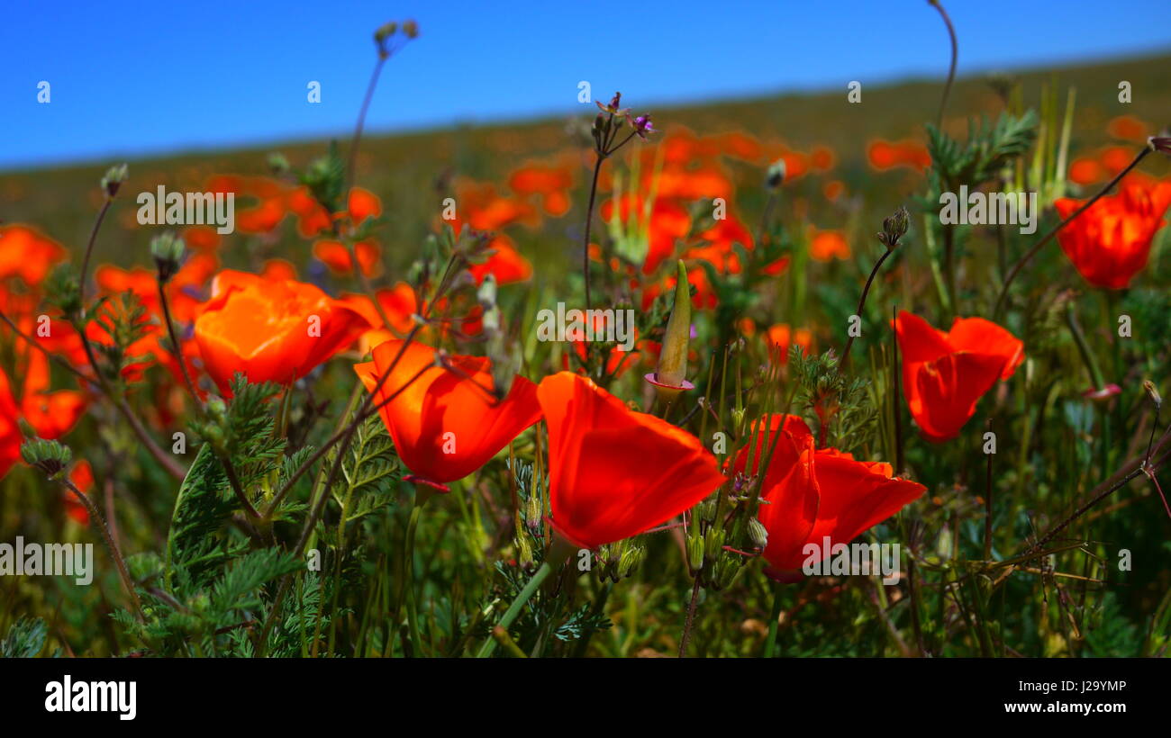 Wilde mohnblume -Fotos und -Bildmaterial in hoher Auflösung – Alamy