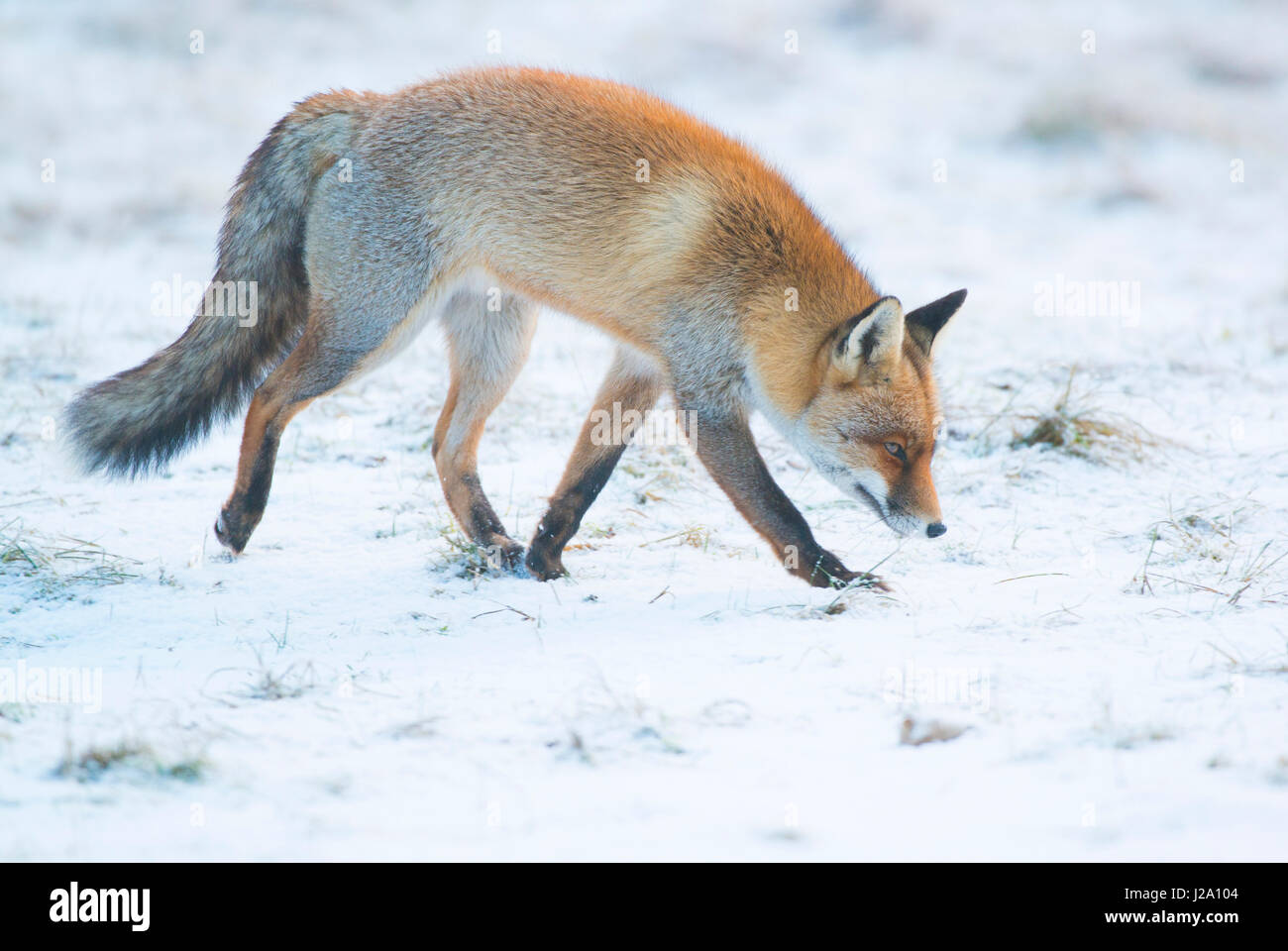 Rotfuchs holland -Fotos und -Bildmaterial in hoher Auflösung – Alamy