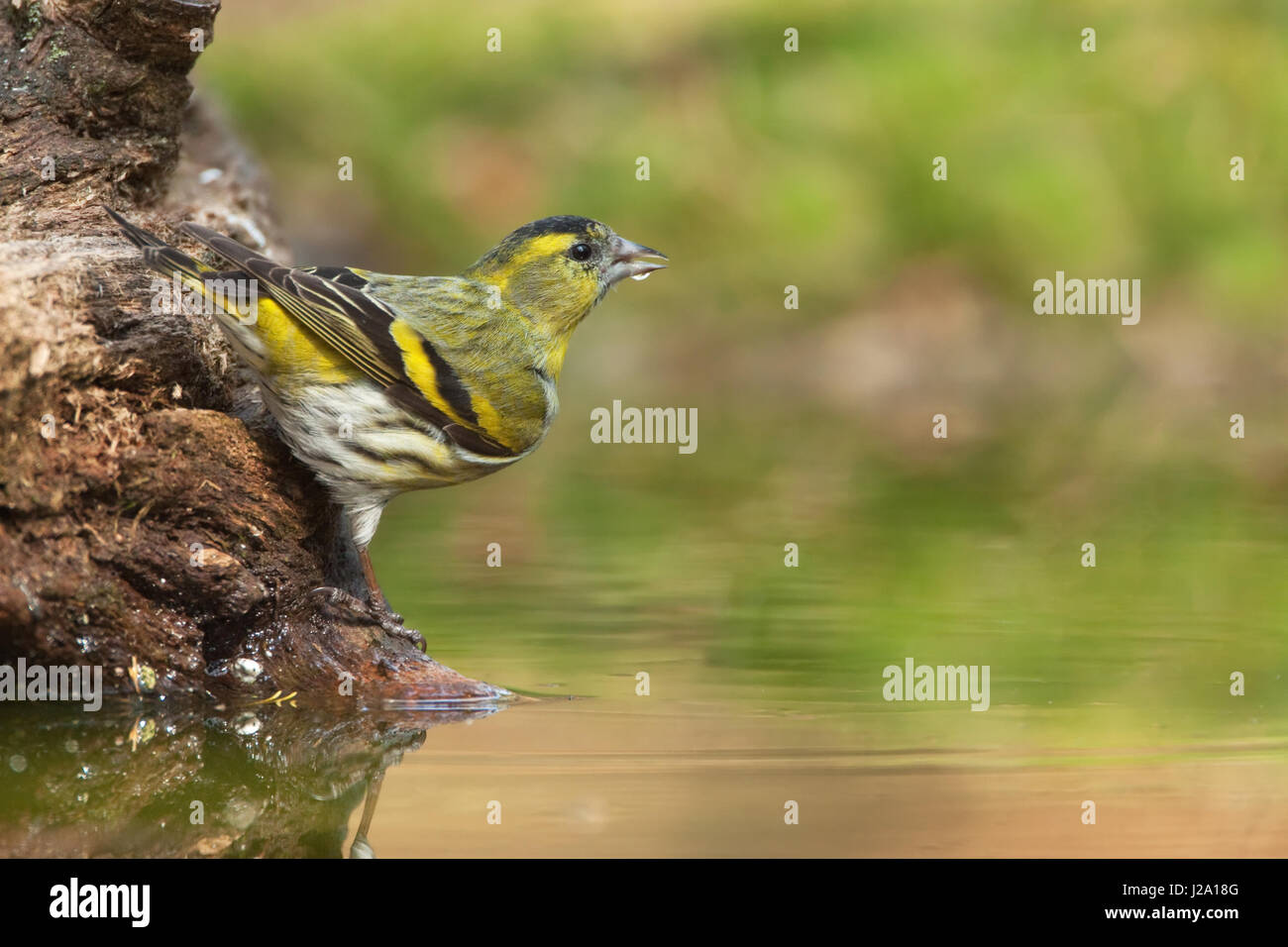 Regenwasser pool trinken -Fotos und -Bildmaterial in hoher Auflösung ...
