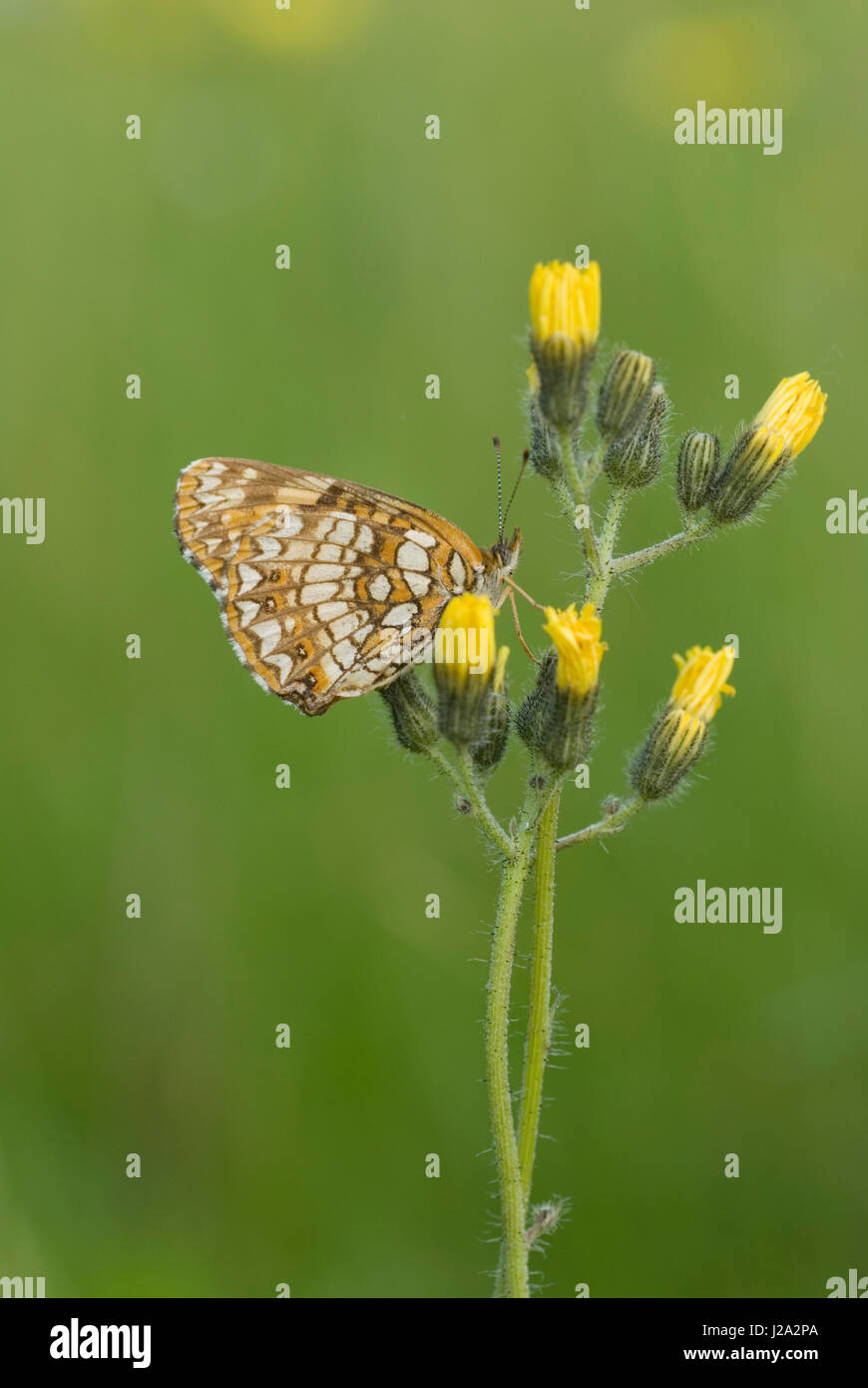 Harris checkerspot schmetterling -Fotos und -Bildmaterial in hoher ...