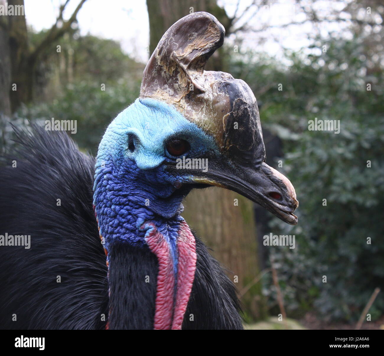 Casuario australien -Fotos und -Bildmaterial in hoher Auflösung – Alamy