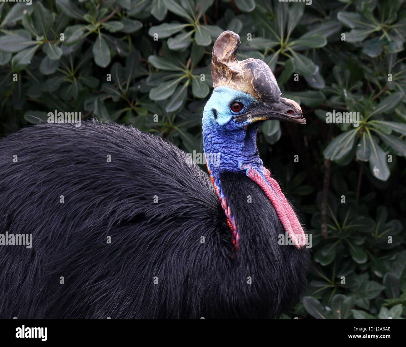 Kasuar kopf -Fotos und -Bildmaterial in hoher Auflösung – Alamy