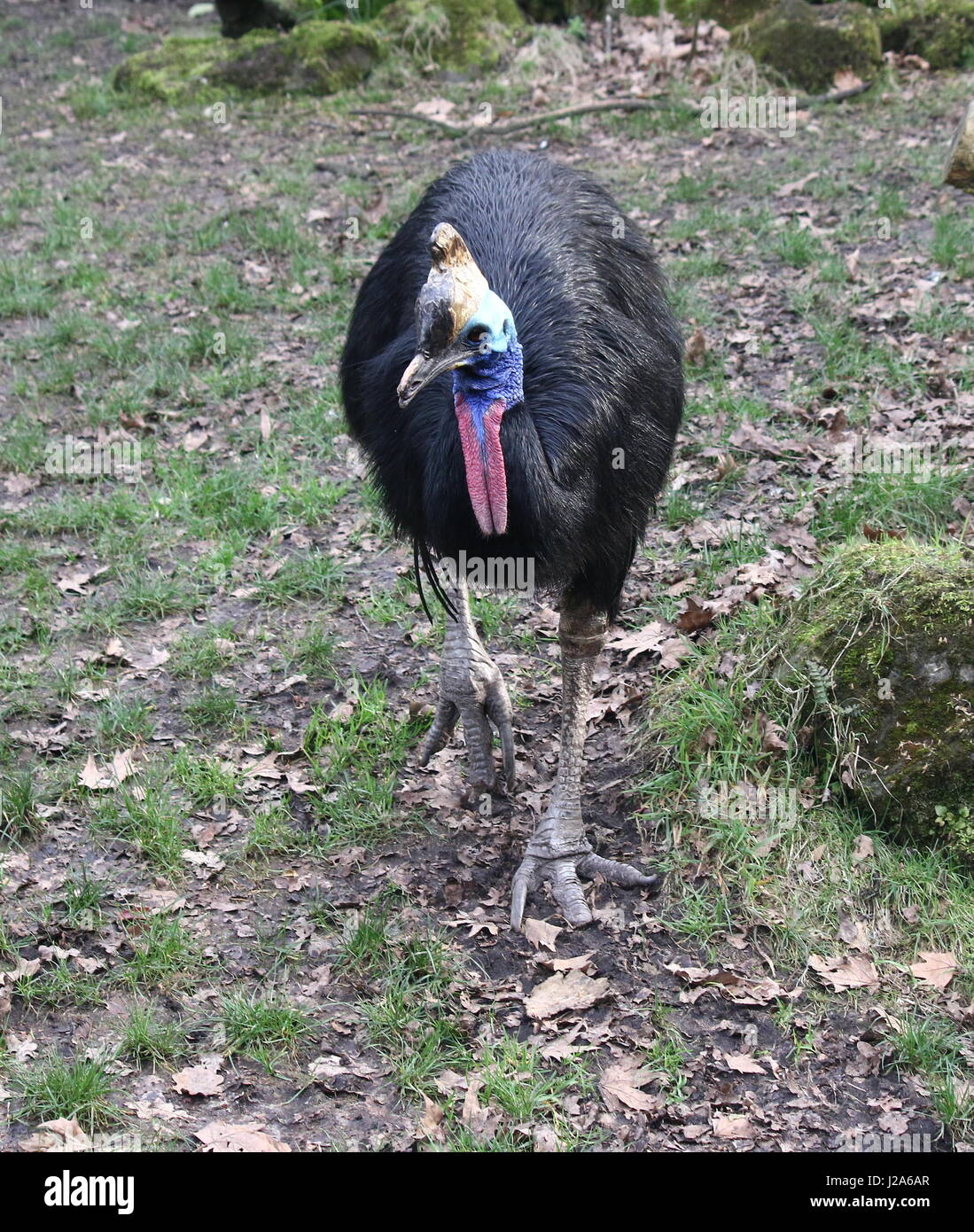 Australasianischer kasuar -Fotos und -Bildmaterial in hoher Auflösung ...