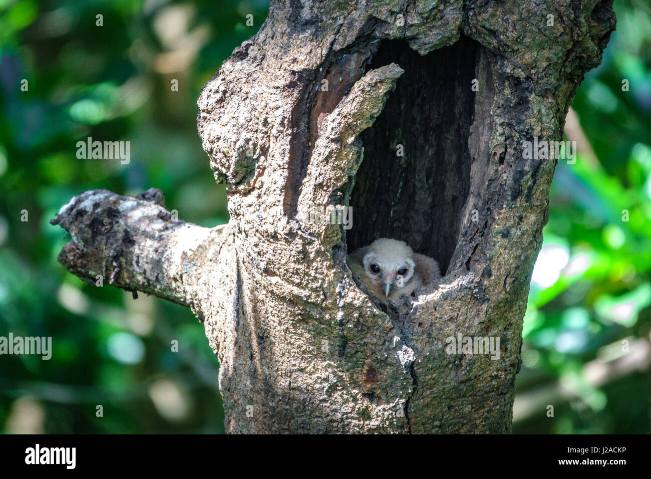 Baby eulen -Fotos und -Bildmaterial in hoher Auflösung – Alamy