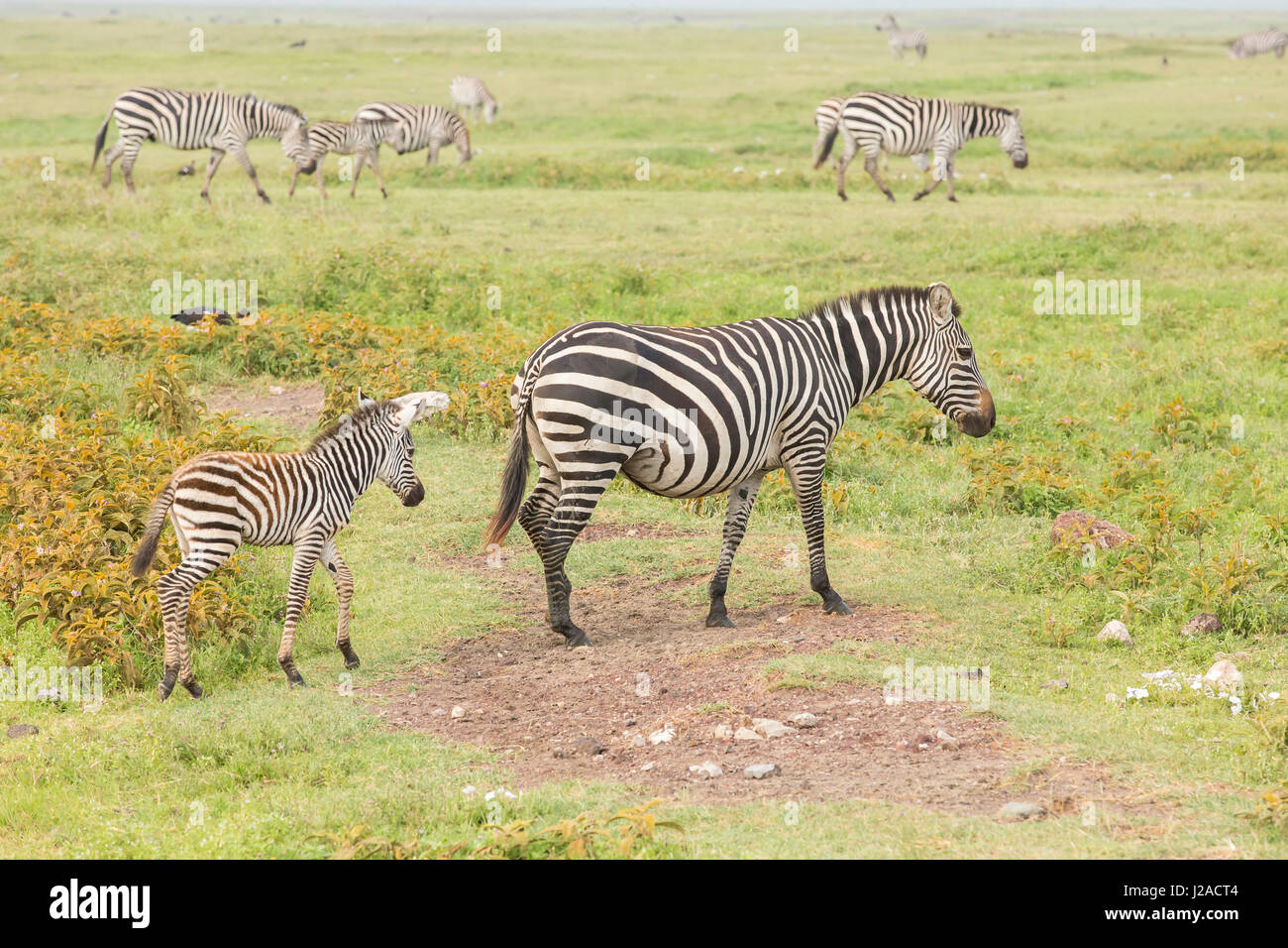 Zebra colts -Fotos und -Bildmaterial in hoher Auflösung – Alamy