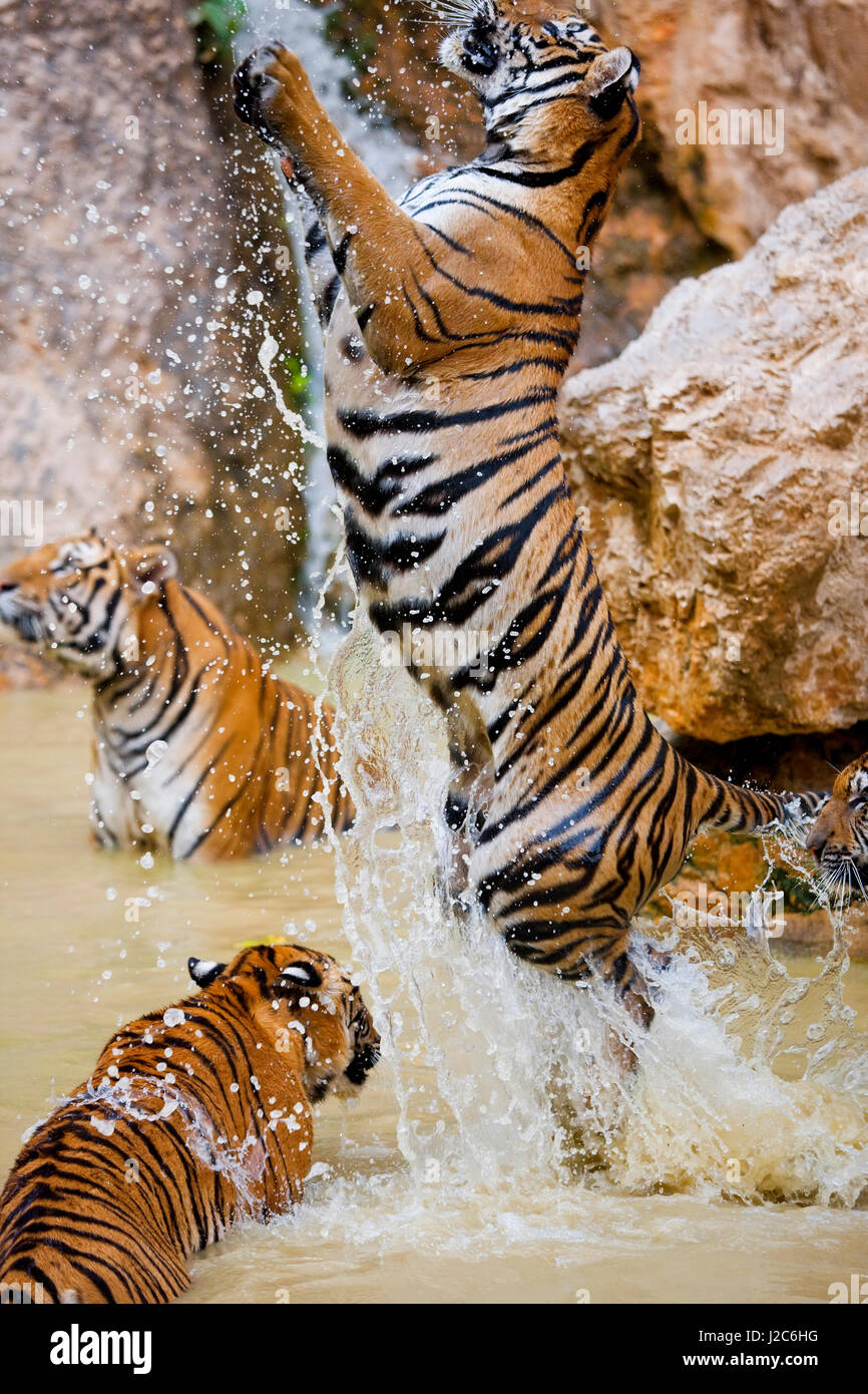 Springenden Tiger, indochinesischen Tiger oder Corbetts Tiger (Panthera ...
