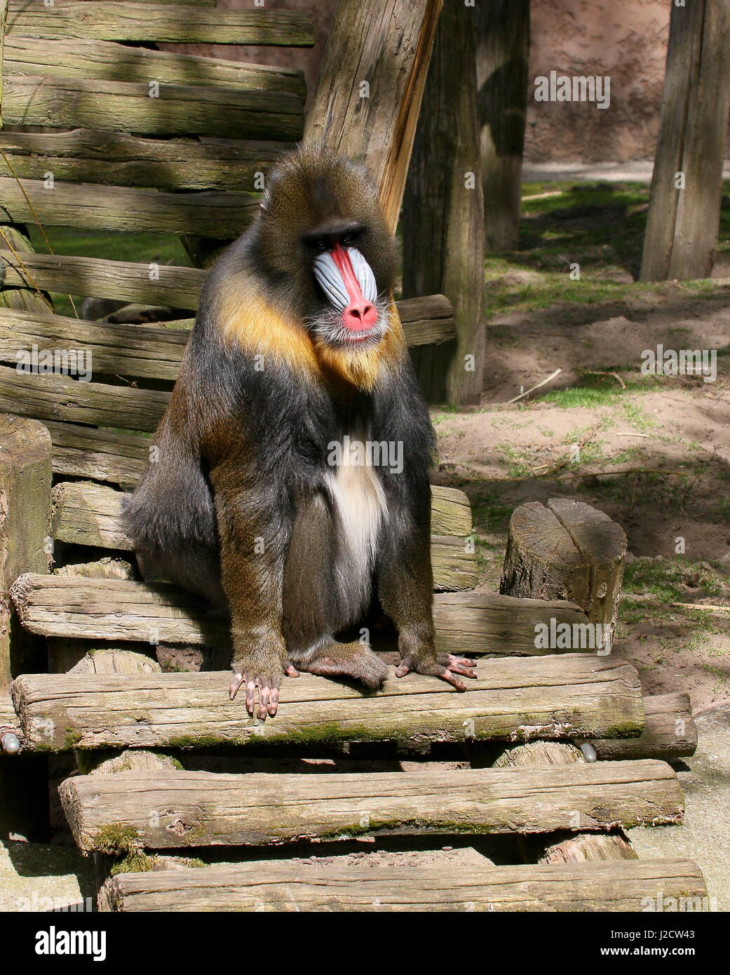 Ouwehands dierenpark rhenen zoo Stockfotos und -bilder Kaufen - Alamy