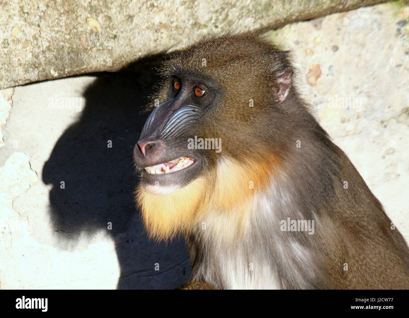 Mandrill mandrillus sphinx snarling -Fotos und -Bildmaterial in hoher ...