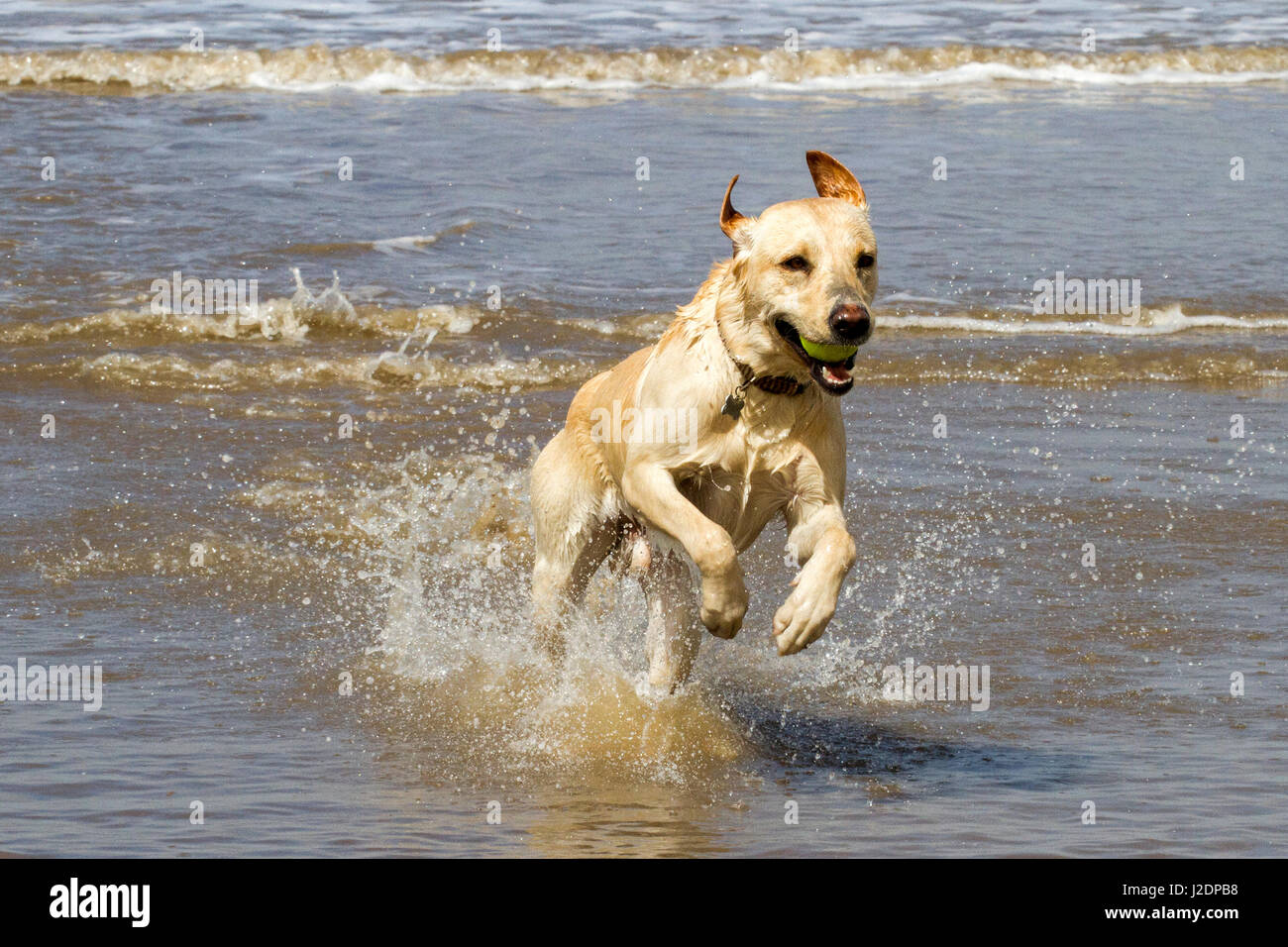 Ein Hund Hunde Golden Labrador schwimmen splash Spritzer Wasser nass ...