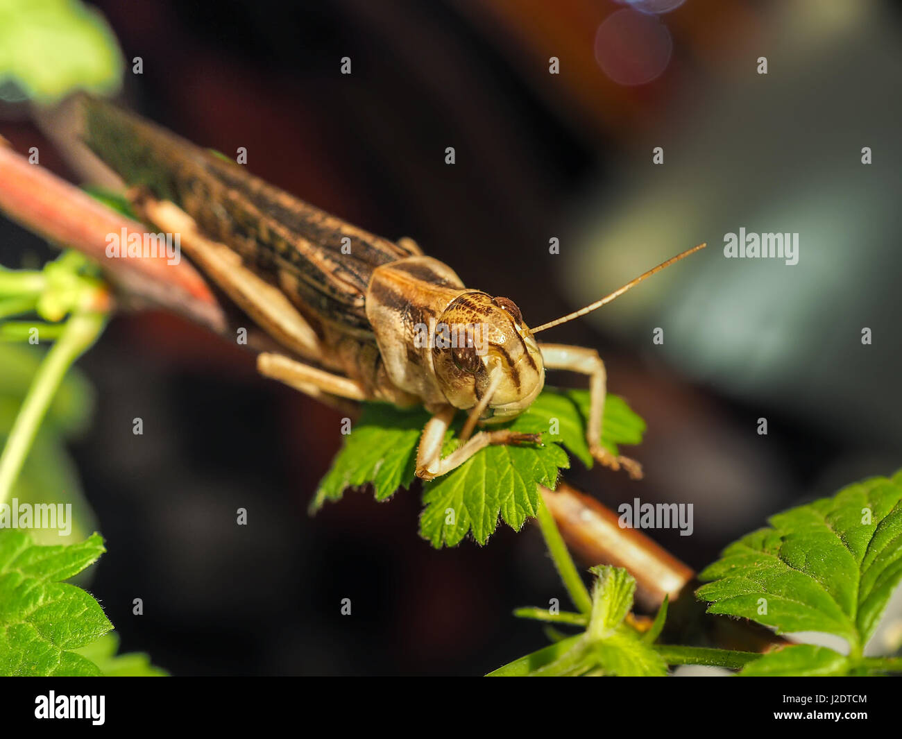 Heuschrecke Arten Oedipoda Germanica auf grünes Blatt Stockfotografie ...