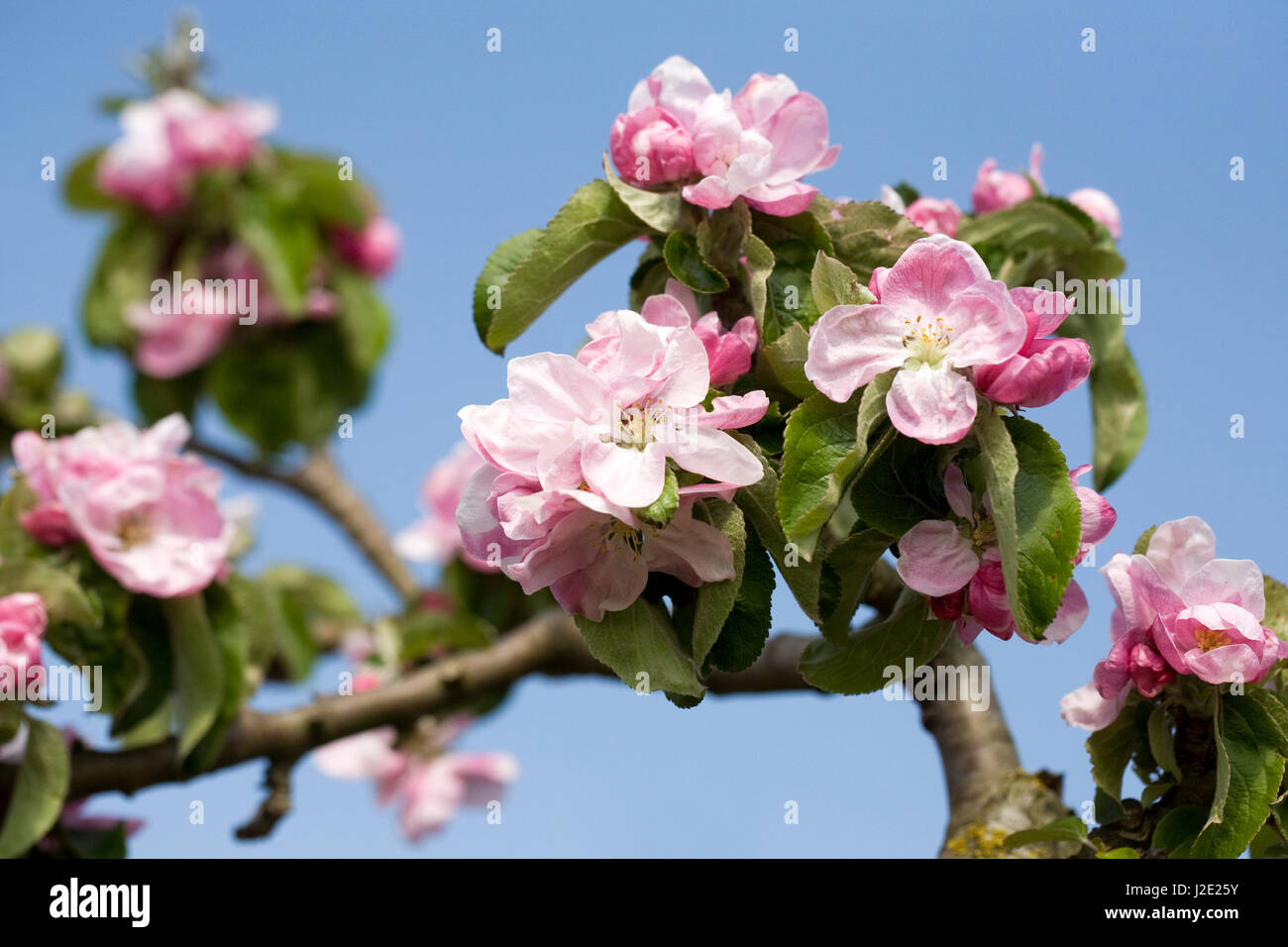 Arthur turner -Fotos und -Bildmaterial in hoher Auflösung – Alamy