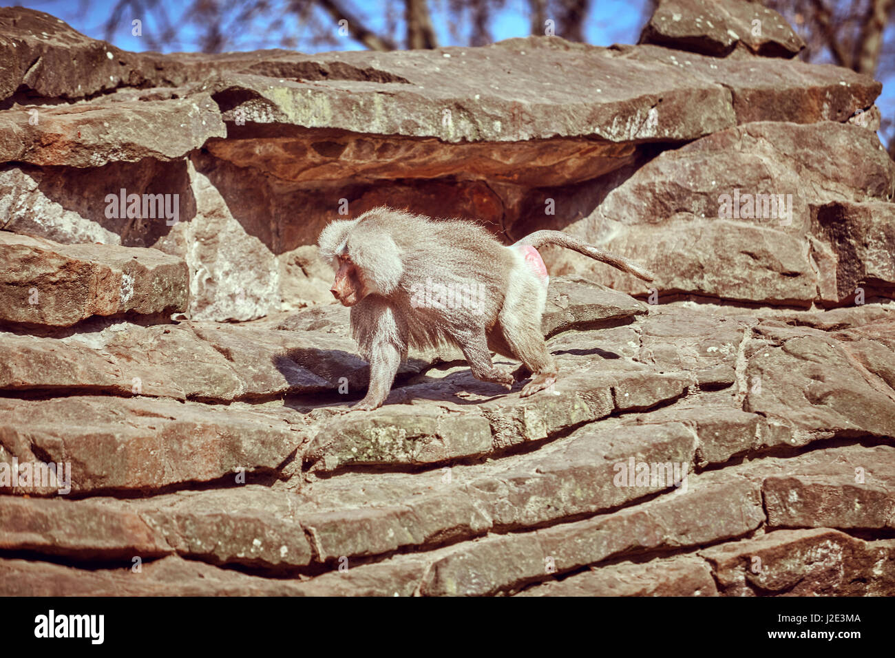 Hamadryas auf einem Stein sitzend. Hamadryas Pavian. Papio Hamadryas ...
