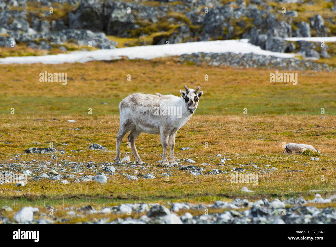 Norwegen. Svalbard. Bellsund. Varsolbukta. Camp Millar. Svalbard ...