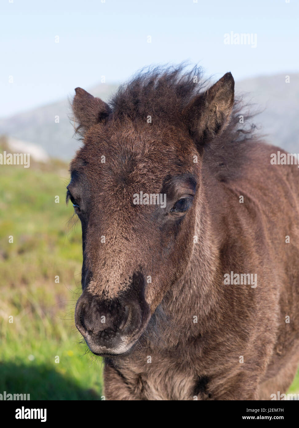 Fohlen Sie Eriskay Pony. Eine seltene Art von Pony genannt nach der ...