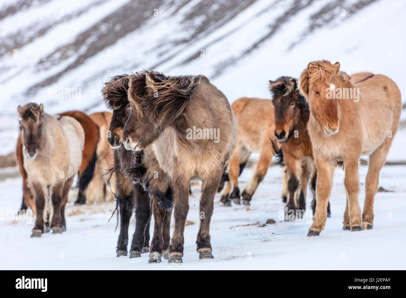 Islandpferde im Winter Weide in der Nähe von Hofn, Island ...