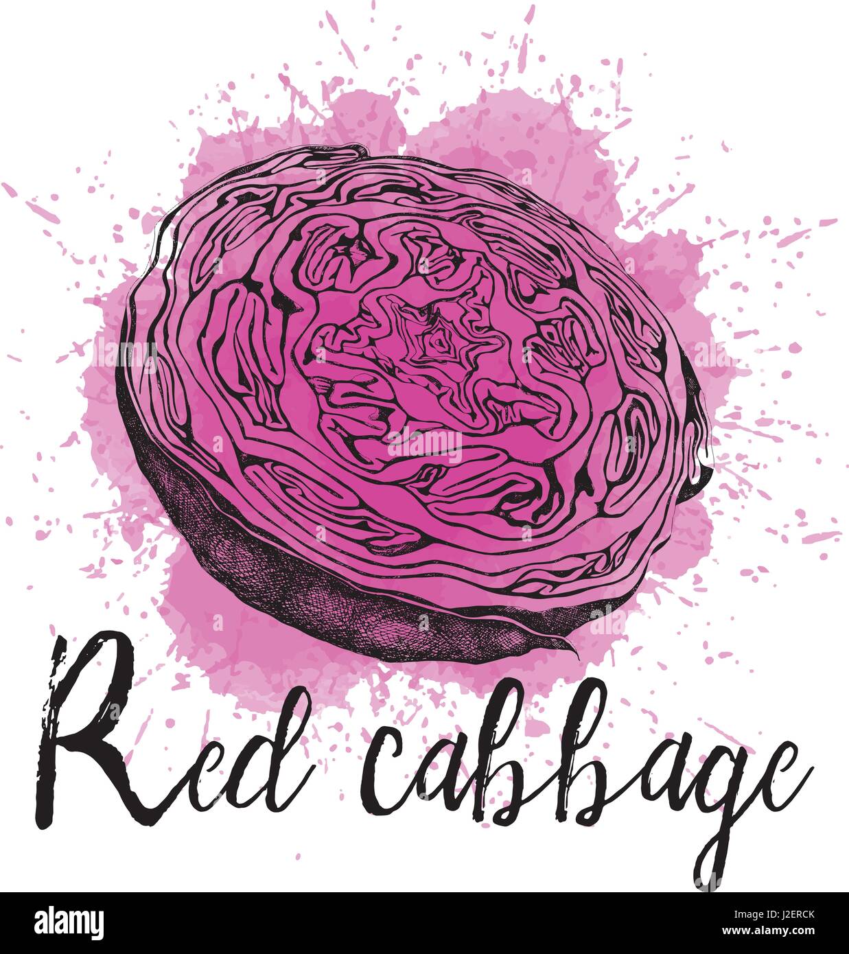 Vektor-Illustration einer Hand gezeichnet Rotkohl Stock-Vektorgrafik ...