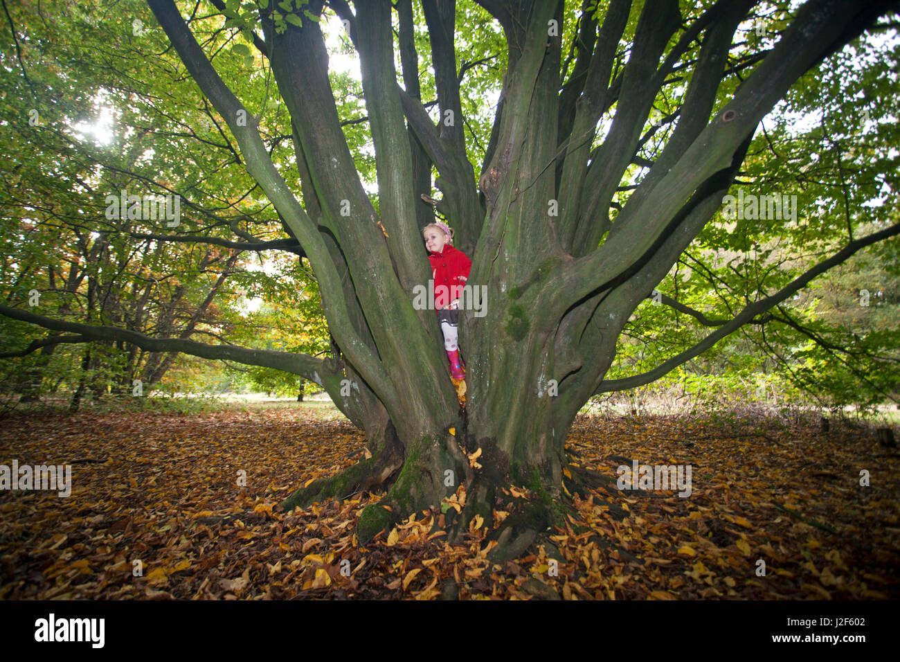 Kind im baum -Fotos und -Bildmaterial in hoher Auflösung – Alamy