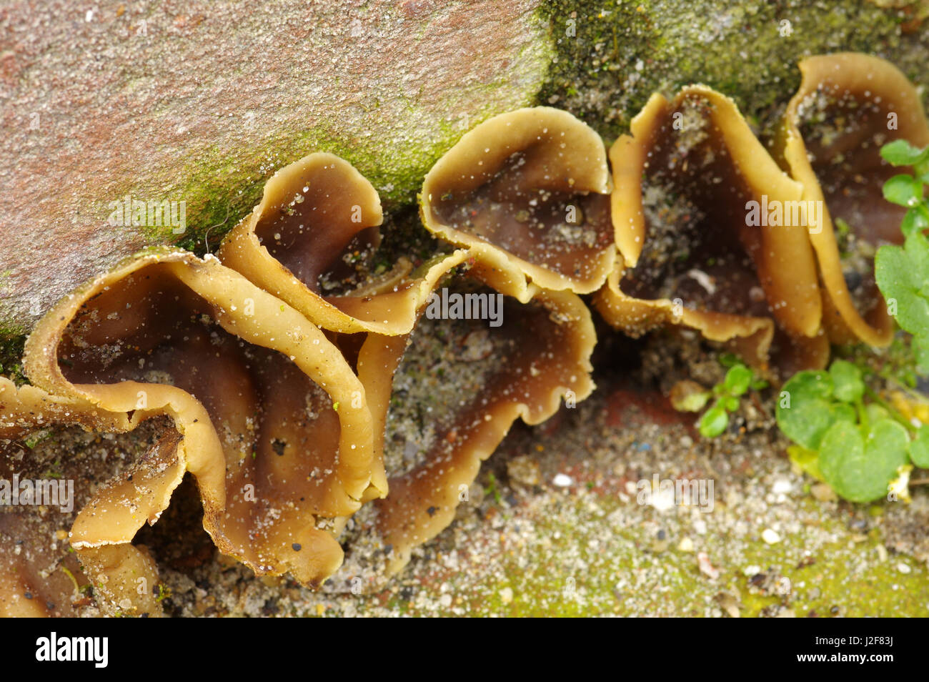 Cellar fungus -Fotos und -Bildmaterial in hoher Auflösung – Alamy