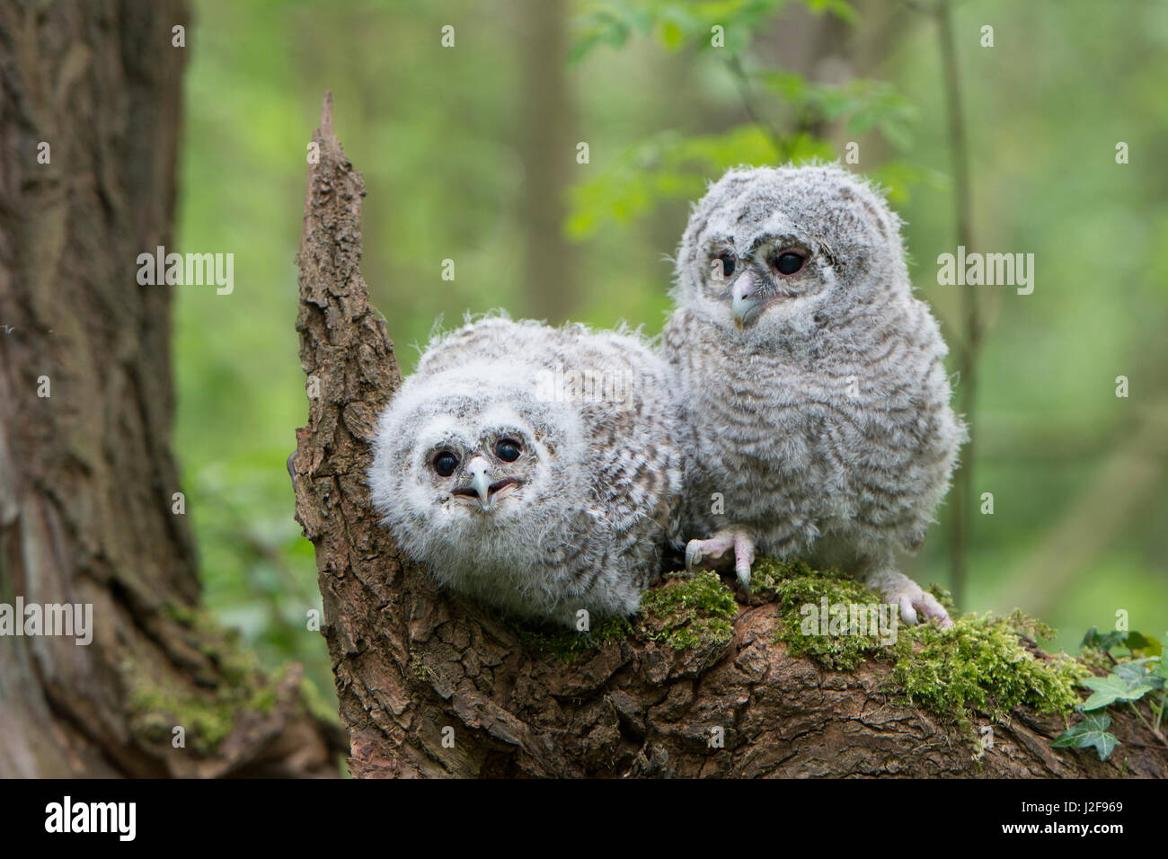 Zwei Waldkauz Küken auf einem Ast Stockfotografie - Alamy