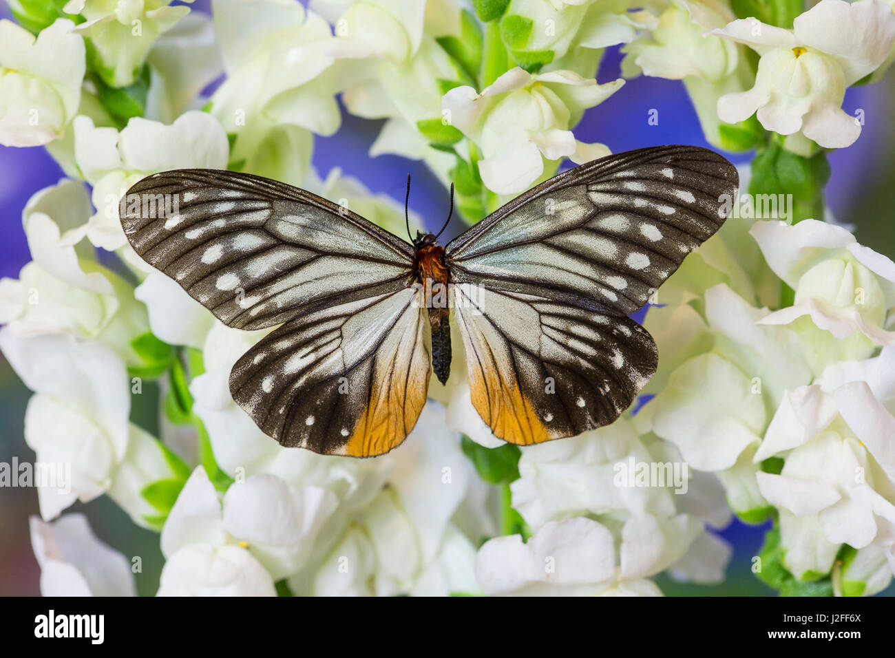 Calinaga buddha -Fotos und -Bildmaterial in hoher Auflösung – Alamy
