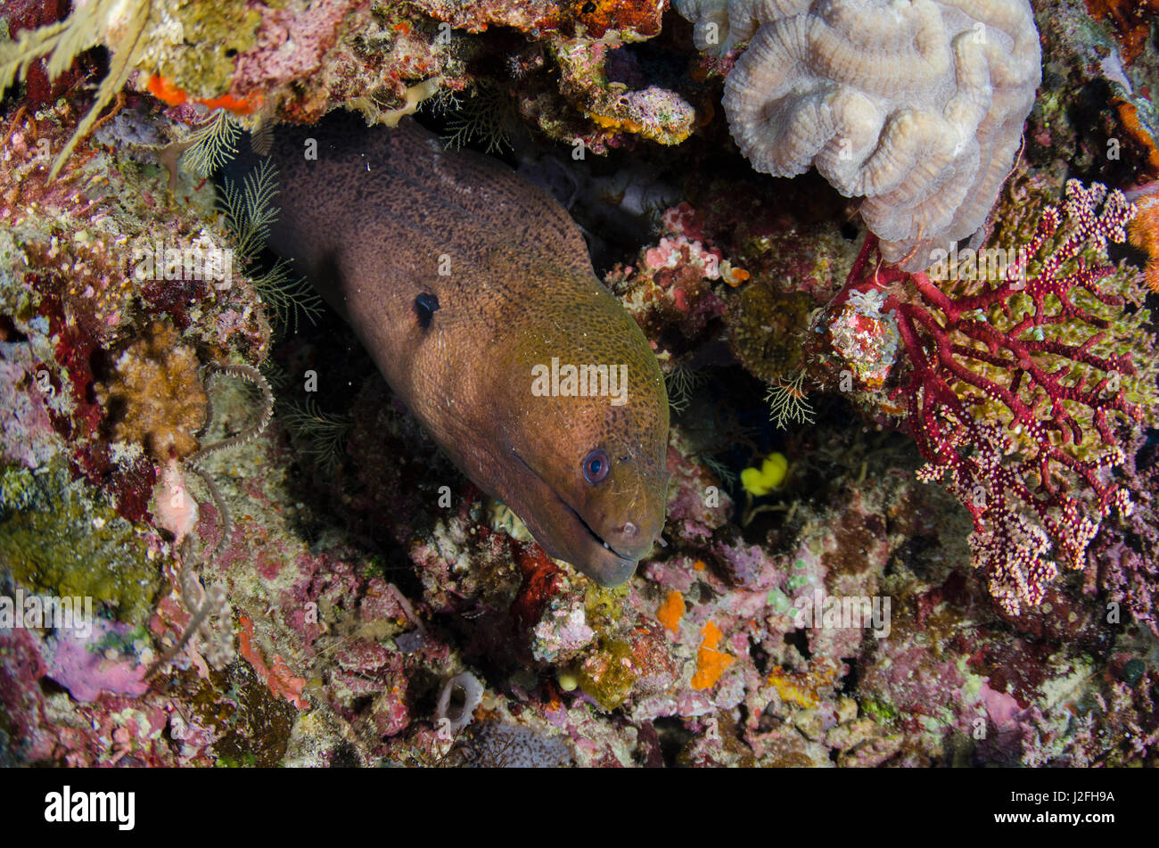 Riesen Muräne (Gymnothorax Javanicus), Rainbow Reef, Fidschi ...
