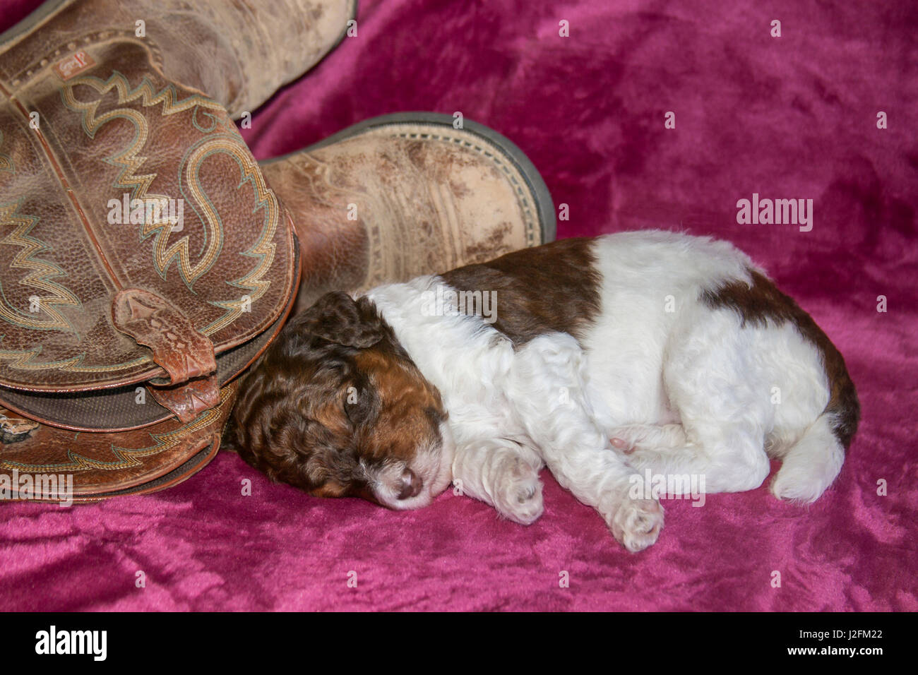 Rosa pudel -Fotos und -Bildmaterial in hoher Auflösung – Alamy