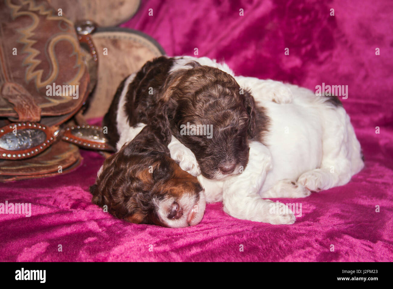 Rosa pudel -Fotos und -Bildmaterial in hoher Auflösung – Alamy