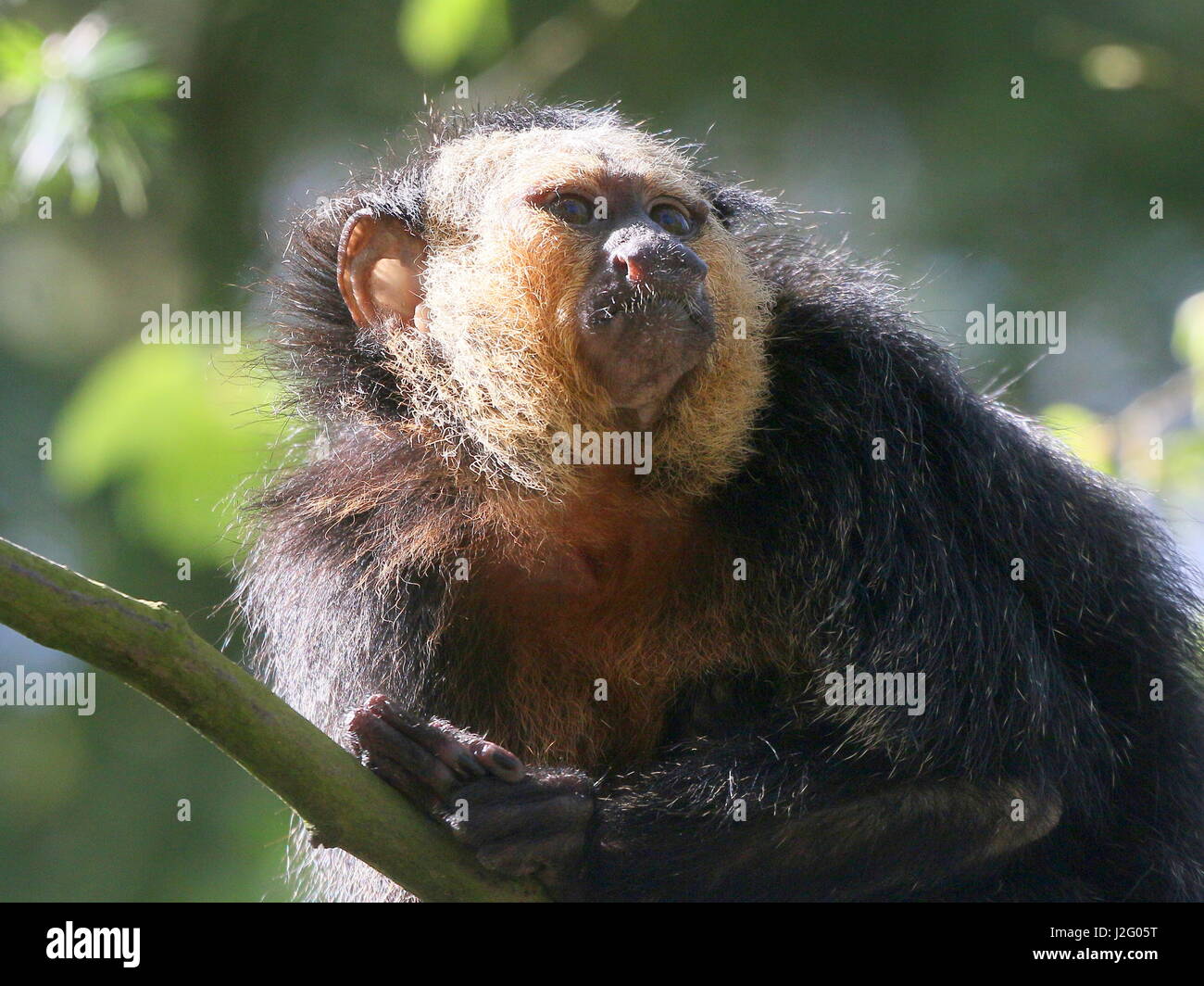 Weißkopf saki affen -Fotos und -Bildmaterial in hoher Auflösung – Alamy