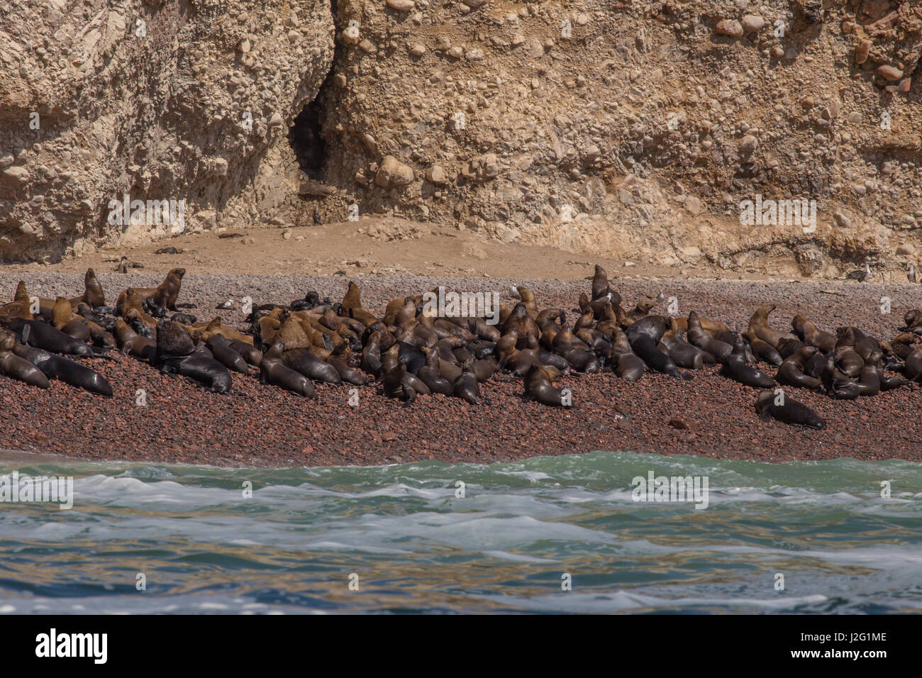Seelöwen auf den Ballestas Inseln (Islas Ballestas) in das ...
