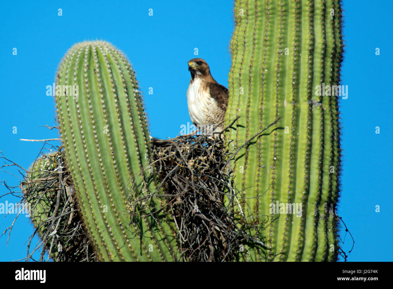 Fuertes falke -Fotos und -Bildmaterial in hoher Auflösung – Alamy