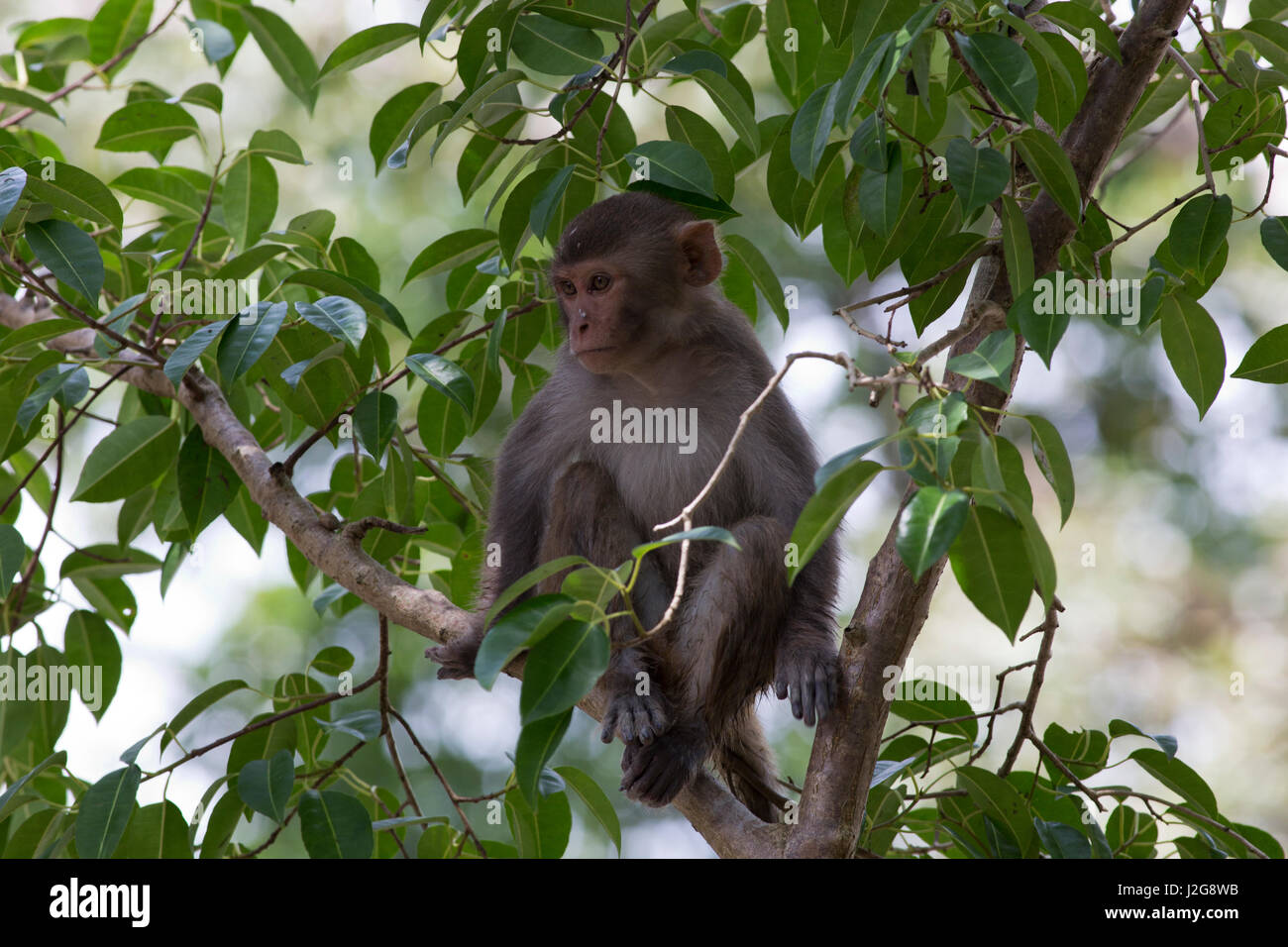 Rhesus affe -Fotos und -Bildmaterial in hoher Auflösung – Alamy
