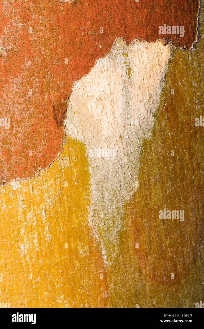 E deglupta -Fotos und -Bildmaterial in hoher Auflösung – Alamy