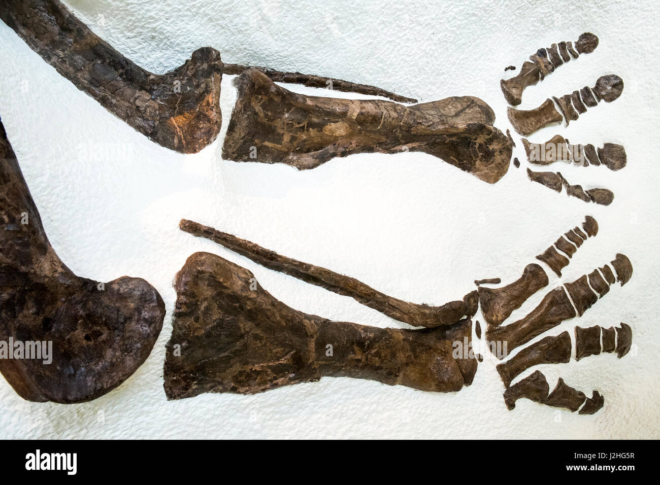 Versteinerten Dinosaurier-Knochen am Museum of Natural History, New ...