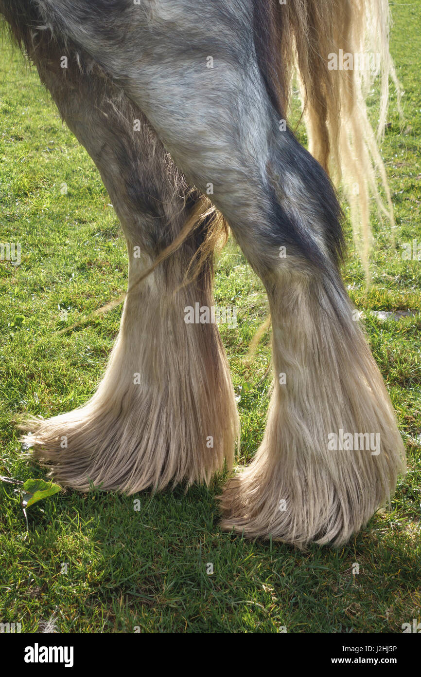 Pferde beine -Fotos und -Bildmaterial in hoher Auflösung – Alamy