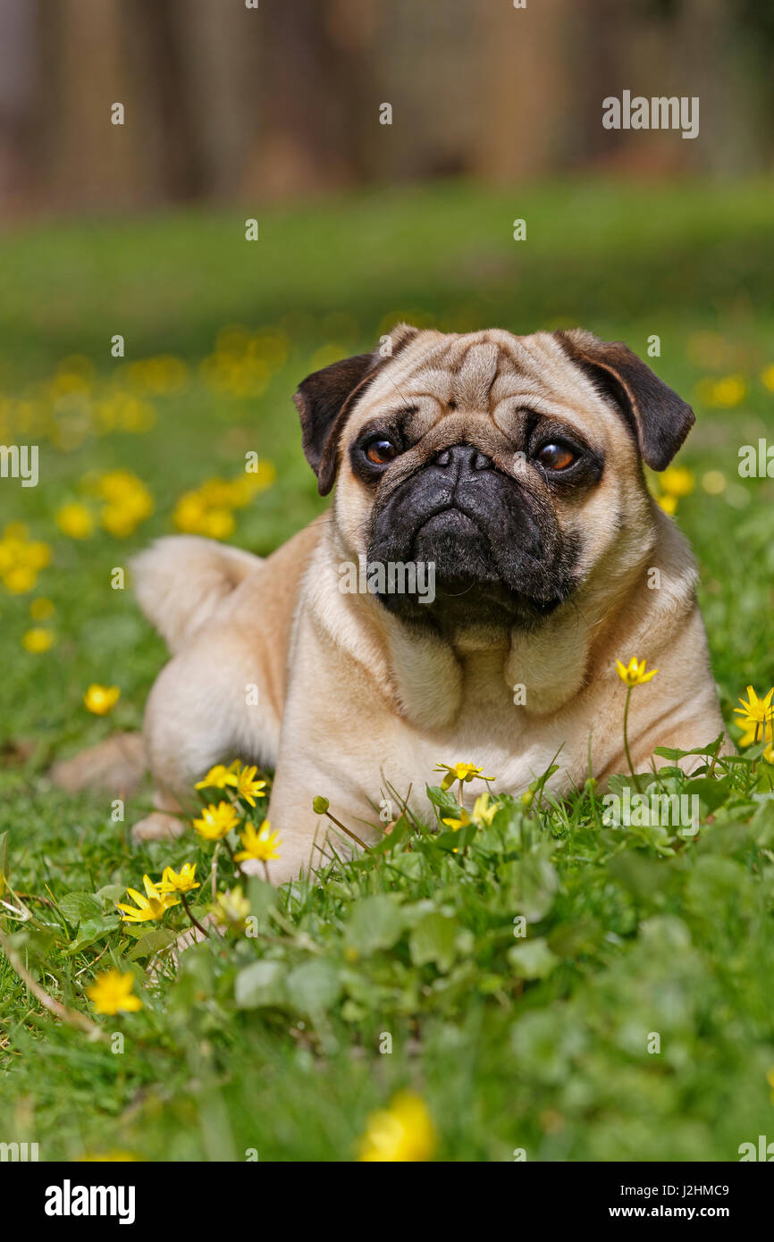Pug in Wilde Blumenwiese, Schleswig-Holstein, Deutschland ...